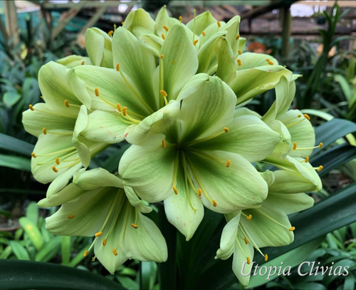 Clivia (Green Star x One Love) seedling, BS, Exact Plant | eBay