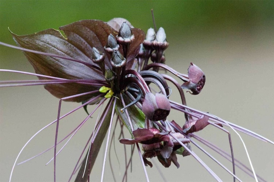Black Bat Orchid Flower Seeds (Tacca chantrieri) RARE Tropical Garden ...