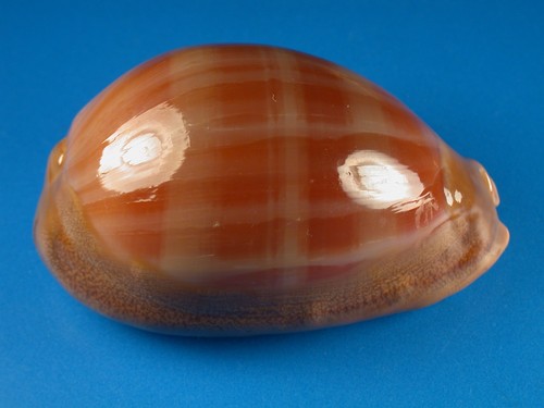 Cypraea leviathan, Great Banding Pattern, Nice Side Bumps, 73.3mm ...