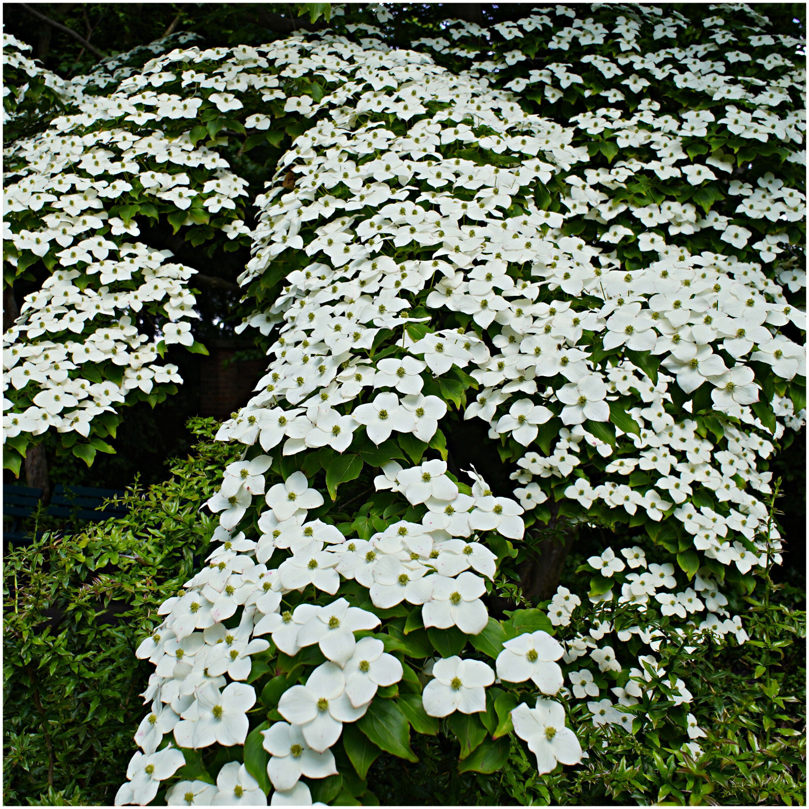 Cornus Kousa / Szechuan Strawberry In 2L Pot, Stunning White Flowers ...