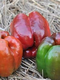 Pepper Quadrato D'Asti Rosso 250 seeds | eBay