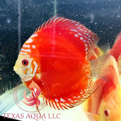 LIVE RED RAFFLESIA DISCUS - TOP GRADE- USA TOP REPUTABLE SELLER - UPS ...