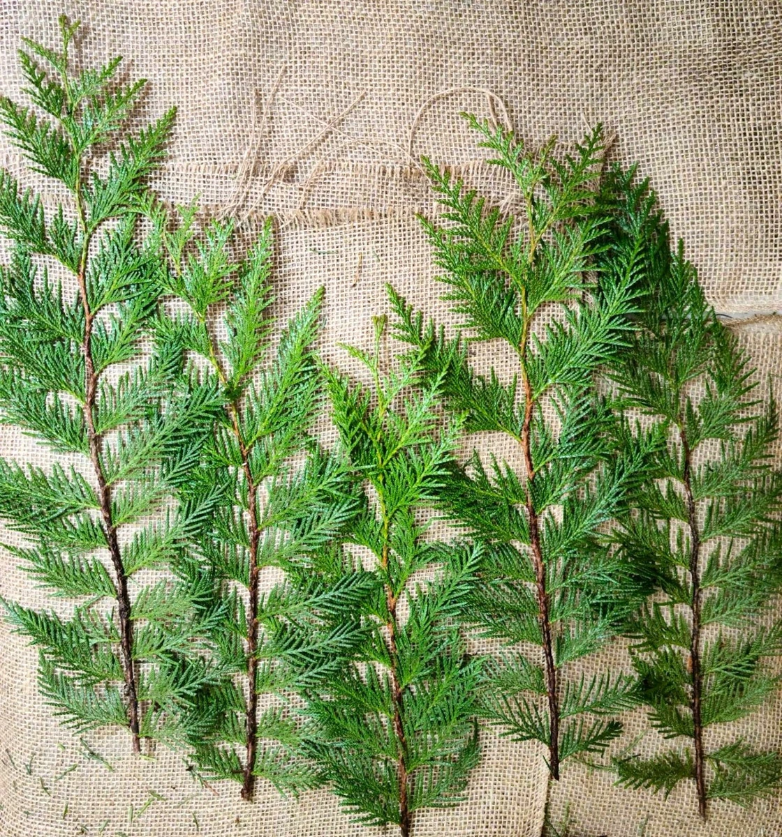 Red Cedar Tree Branch