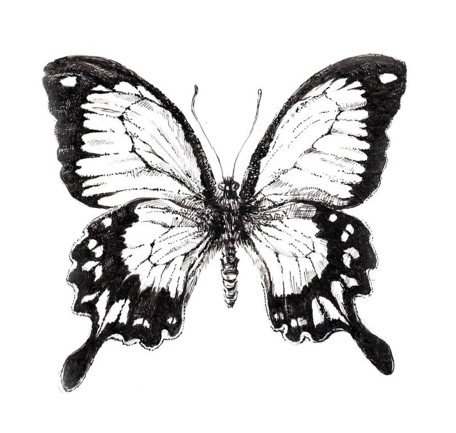 Swallowtail Butterfly Drawing