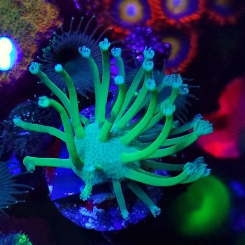 Deep Water Japanese Toadstool Soft coral Leather coral frag on a plug ...