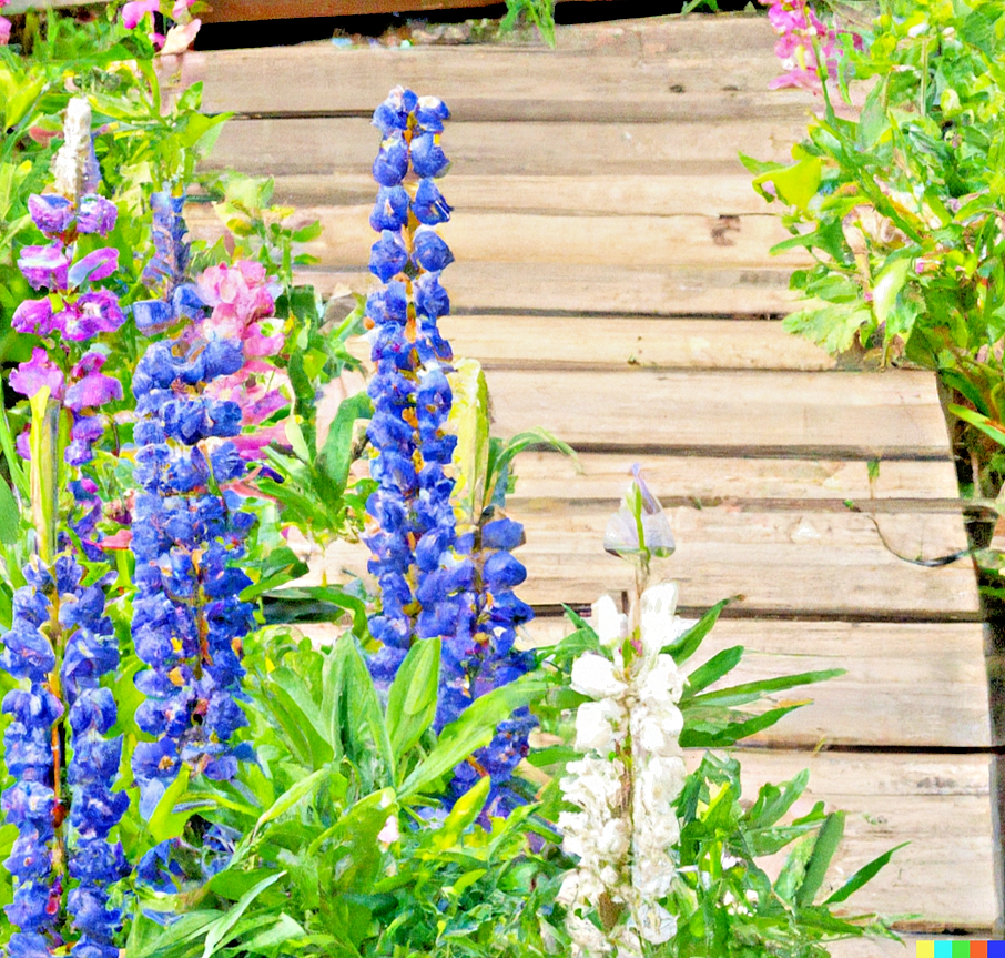 100+ Dwarf Lupine Seeds (Lupinus hartwegii) Pixie Delight Mix, Annual ...