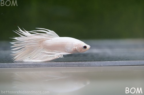 LIVE BETTA MALE CROWN TAIL WHITE PLATINUM : Unique Fish | BOM-A212 | eBay
