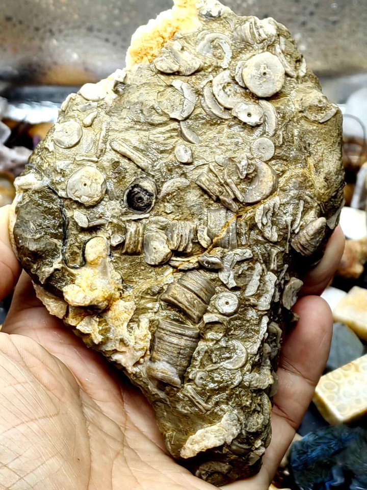Natural Devonian prehistoric Jurassic biota crinoids Fossils | eBay