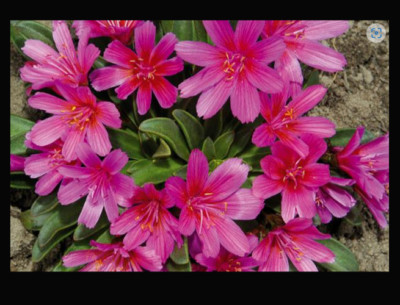 Lewisia longipetalum Little Raspberry Alpine Rockery Plant 1 x 1 Litre ...
