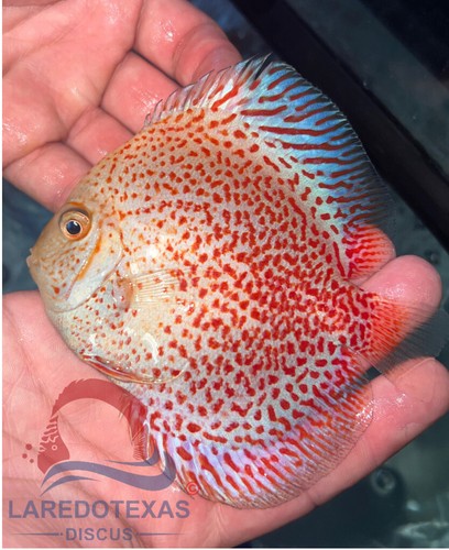 Snow Leopard 5”live Discus Fish -high Quality Grade A+++ | eBay