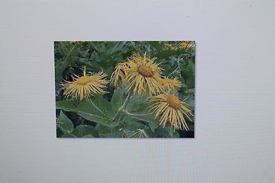 20 Seeds Elecampane, Inula helenium, Hardy Perennial, # 29 | eBay