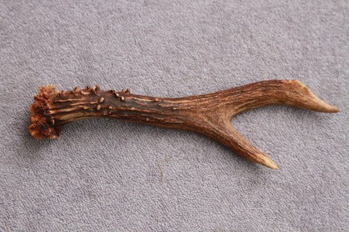 NATURALLY SHED WILD ROE DEER ANTLER (HORN, CABIN, KNIFE, CARVING, ART ...