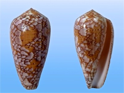 Conidae, Conus praelatus, North Mozambique, 38,4 mm, CUTE, SELECTED | eBay