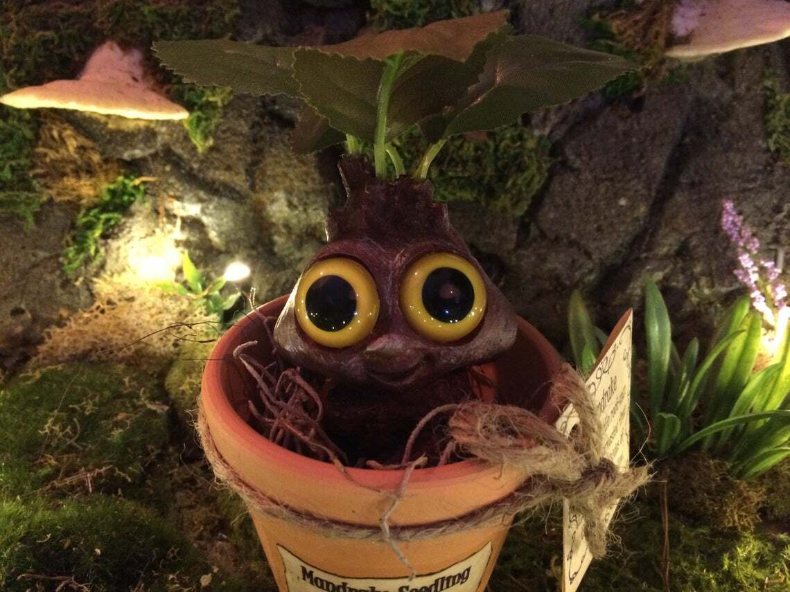 Mandrake Plant Seedling - Adorable Magical Root In A Small Terracotta ...