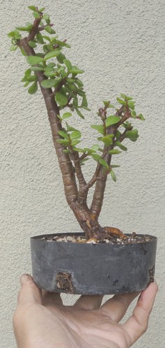 Cork Bark Jade Pre Bonsai Dwarf Shohin Fat Trunk Portulacaria Flower ...