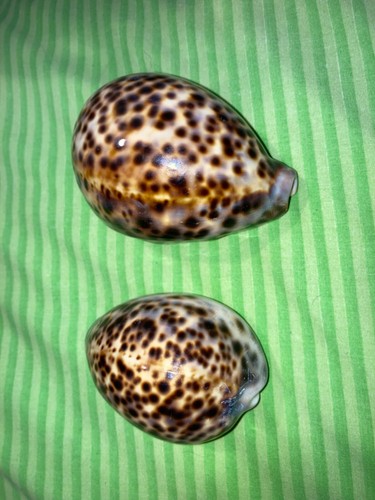 (Get 2) CYPRAEA TIGRIS Tiger Cowrie Seashell Sea Snail Shell MINT | eBay