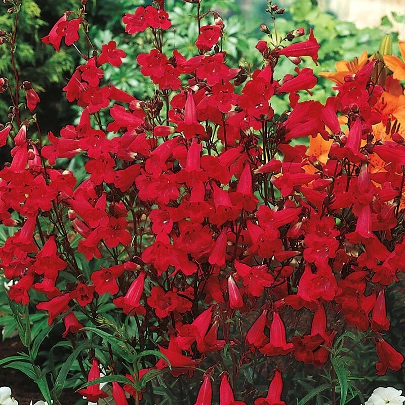 Penstemon Perennial