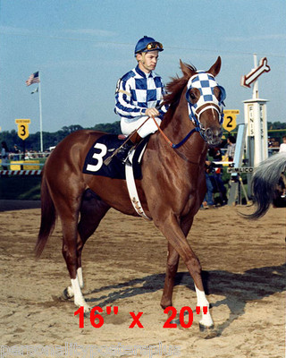 Secretariat~Triple Crown Winner~Horse Racing~Poster~Color~Photo~16" x ...