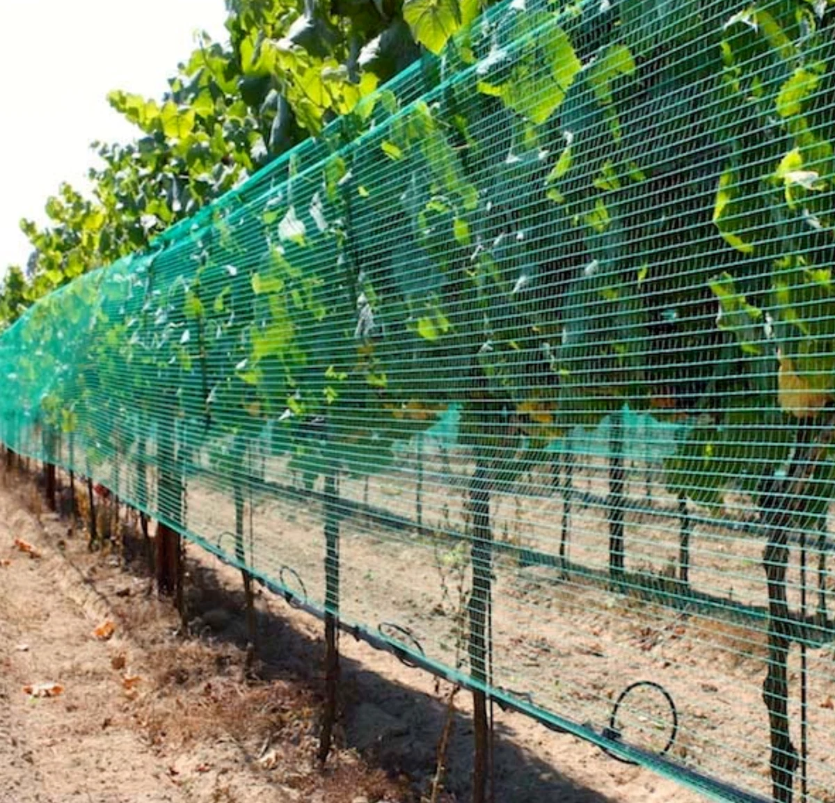 Vineyard Bird Netting