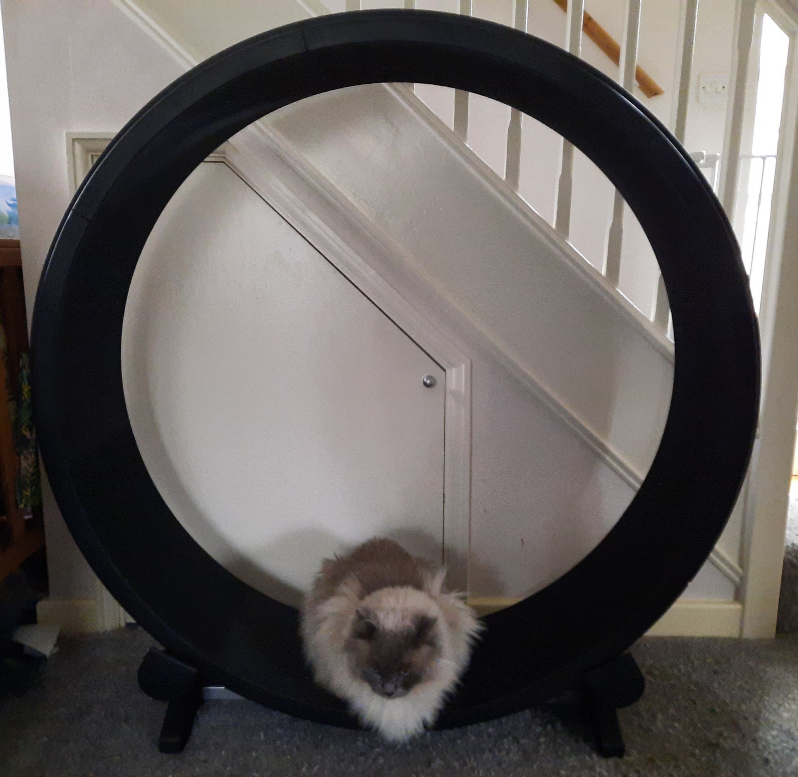 One Fast Cat XL Exercise Wheel / Cat Treadmill / Cat Running Wheel ...