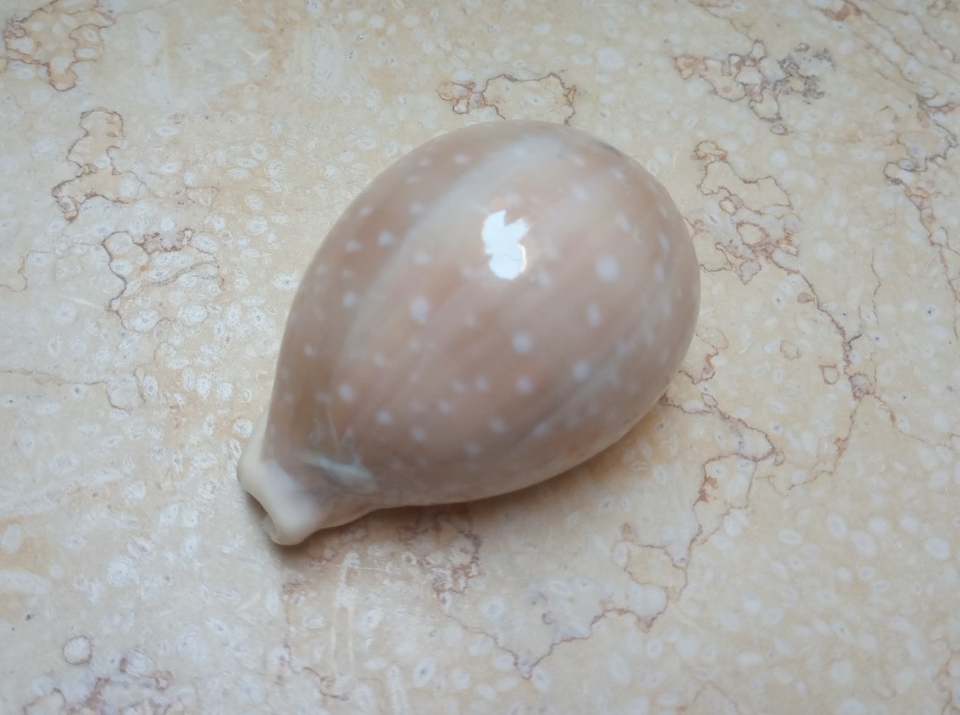 F Cypraea camelopardalis wow LARGE SIZE red sea shell superb lyncina ...