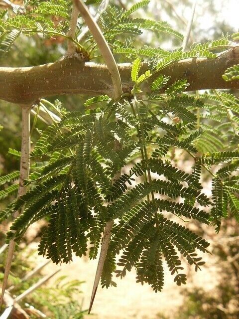 20 Acacia elatior Seeds, Vachellia elatior Tree Seeds, River Acacia ...