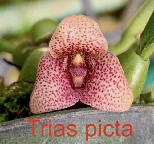 Trias picta Mounted Bloom size | eBay