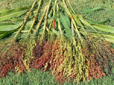 50 Mixed Colors BROOM CORN SORGHUM Bicolor Heirloom Grain Seeds for ...