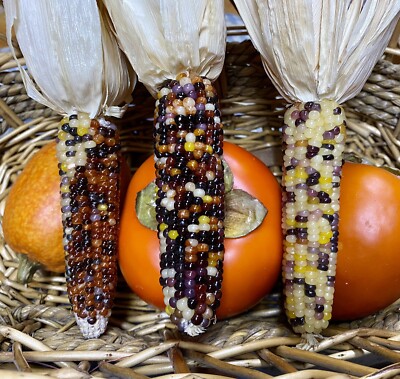 Autumn Fall Decor Primitive Farmhouse Display MINI INDIAN CORN Lot Of 3 ...