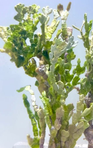 Live Halimeda Macro Algae - 3” Frag Reef Tank Aquacultured | eBay
