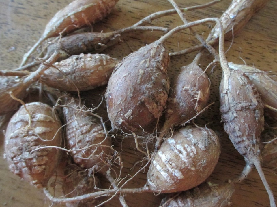 Groundnut Tubers Improved LSU Cultivar (Apios americana) bred for ...