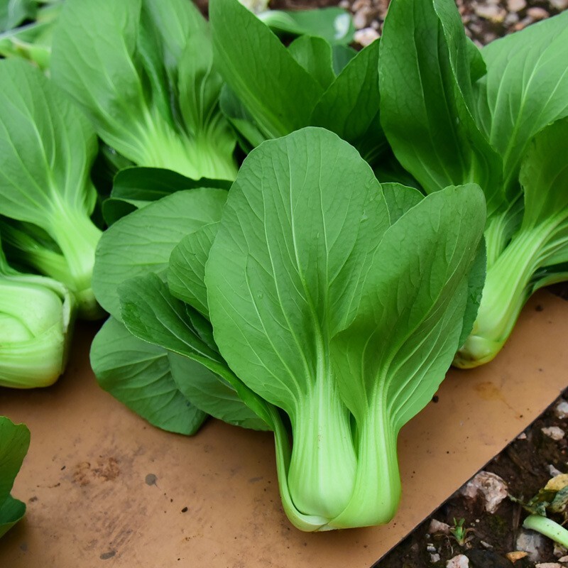 5gram/1200pcs+ Bok Choy Seeds, Baby PAK CHOI Seeds, Chinese Cabbage ...