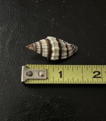 Vexillum rugosum Beautiful Seashell 1 1/2 Inches | eBay