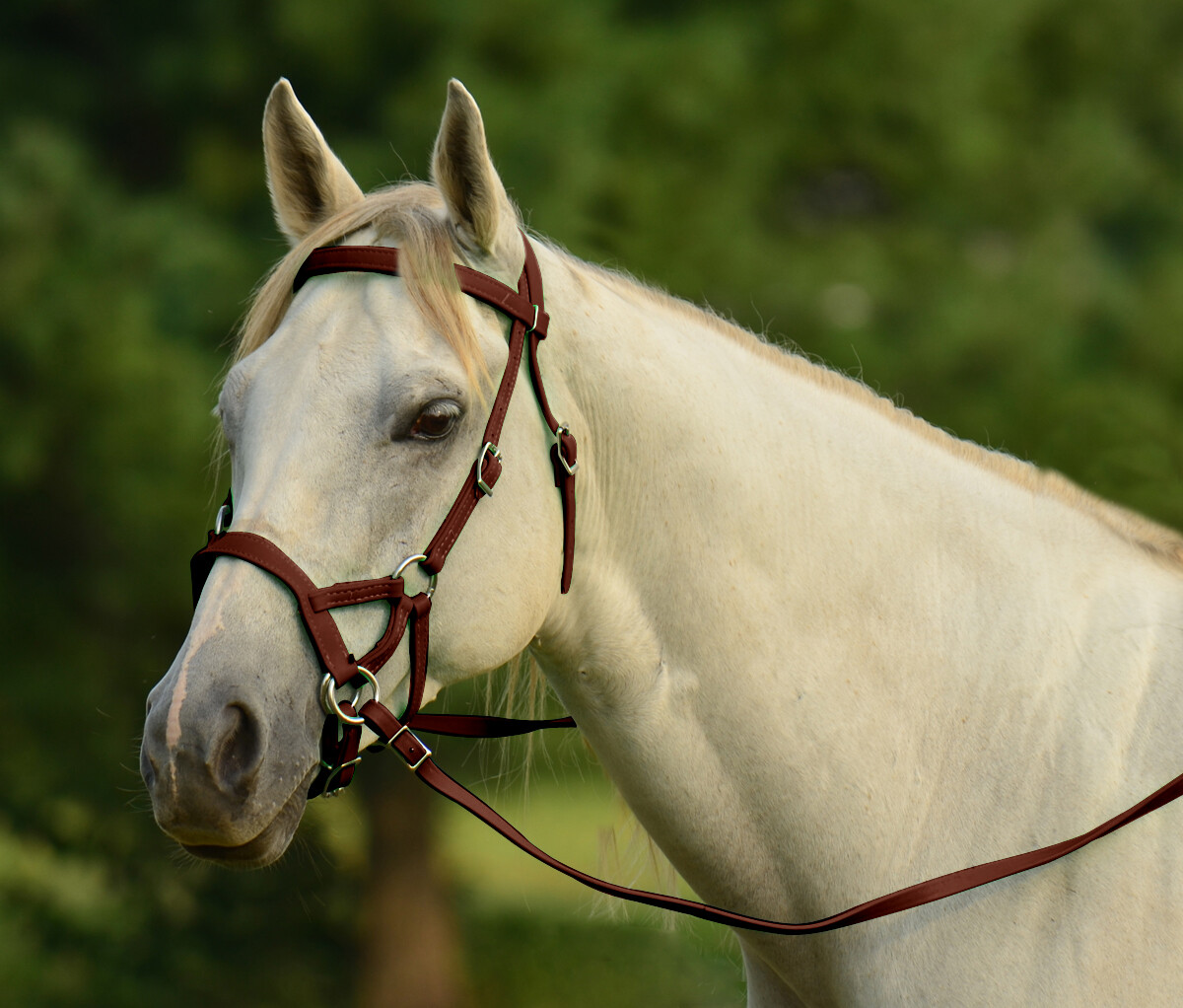Western Bitless Bridle