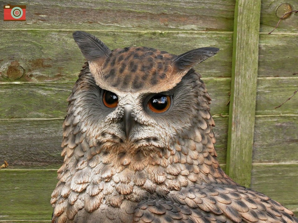 EAGLE OWL, LIFE SIZE & STUNNING, Ultra Realistic For Home & Garden ...