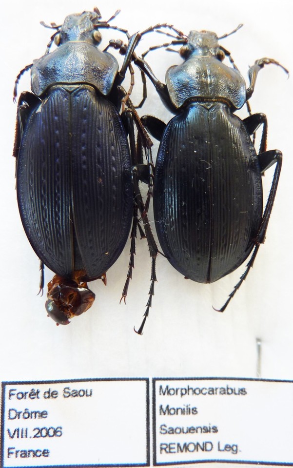 Carabus morphocarabus monilis saouensis F.I. (pair A1) from FRANCE | eBay