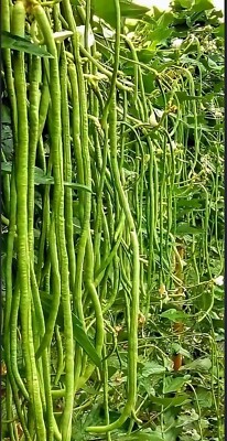 20+ Seeds- Green Yard Long Bean |Asian String beans I Sitaw I NON-GMO ...