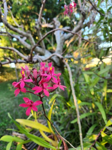 Red Epidendrum radicans – Two (2) Healthy Reed Stem Orchid (4"-8 ...