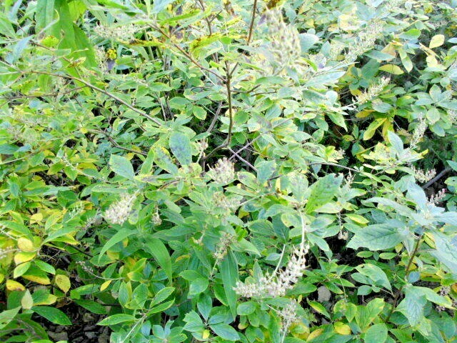 30 HUMMINGBIRD SWEET PEPPERBUSH SEEDS - Clethra alnifolia 'Hummingbird ...