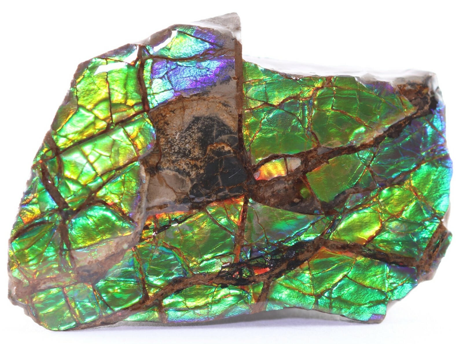 Ammolite Placenticeras Korite Mine Bearpaw Form. Alberta Canada COA ...
