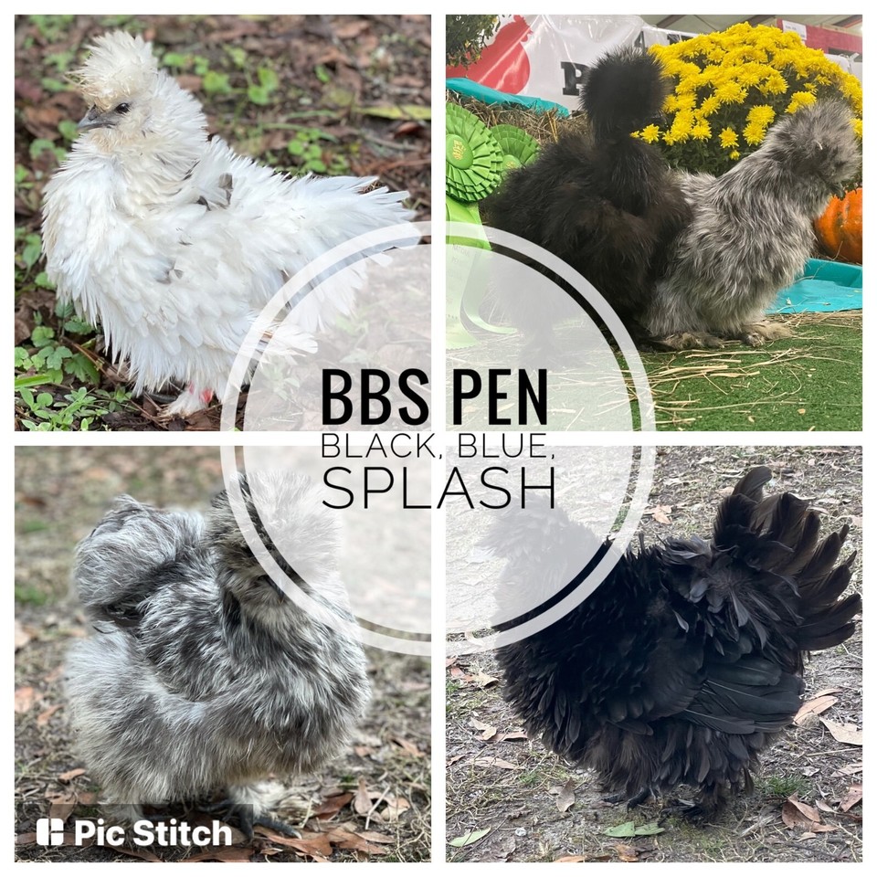 12 Silkie, Satin, Showgirl, Frizzle Fertile Chicken Eggs- NPIP ...