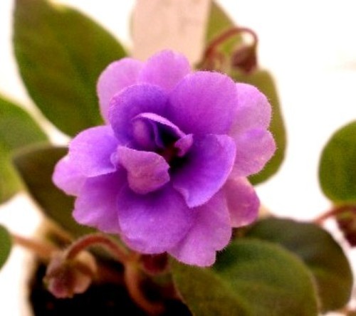 African Violet * Orchid Trail | eBay
