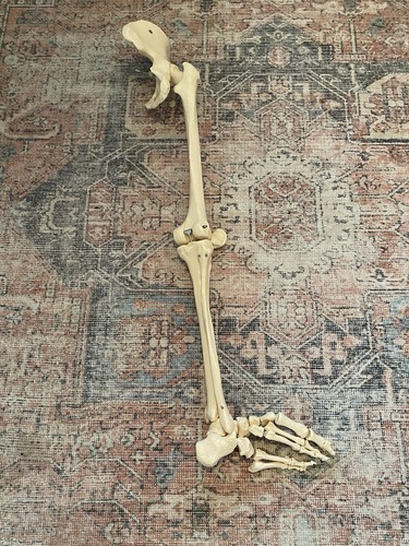 Adam Rouilly Anatomical Skeleton Of Lower Extremity With Pelvis Leg ...