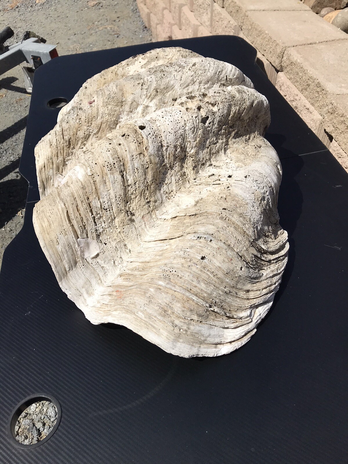 Large Clam Oyster Shell Centerpiece Nautical Beach Coastal Seashell ...