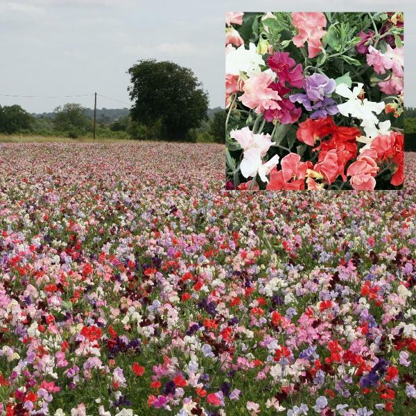 Pack Kings Seed Sweet Pea Spencer Wave Mix Flower Seeds | eBay UK