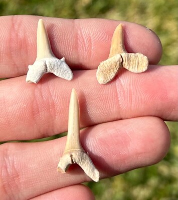 Morocco Fossil Sharks Teeth LOT OF 3 Sand Tiger Shark Tooth Collection ...