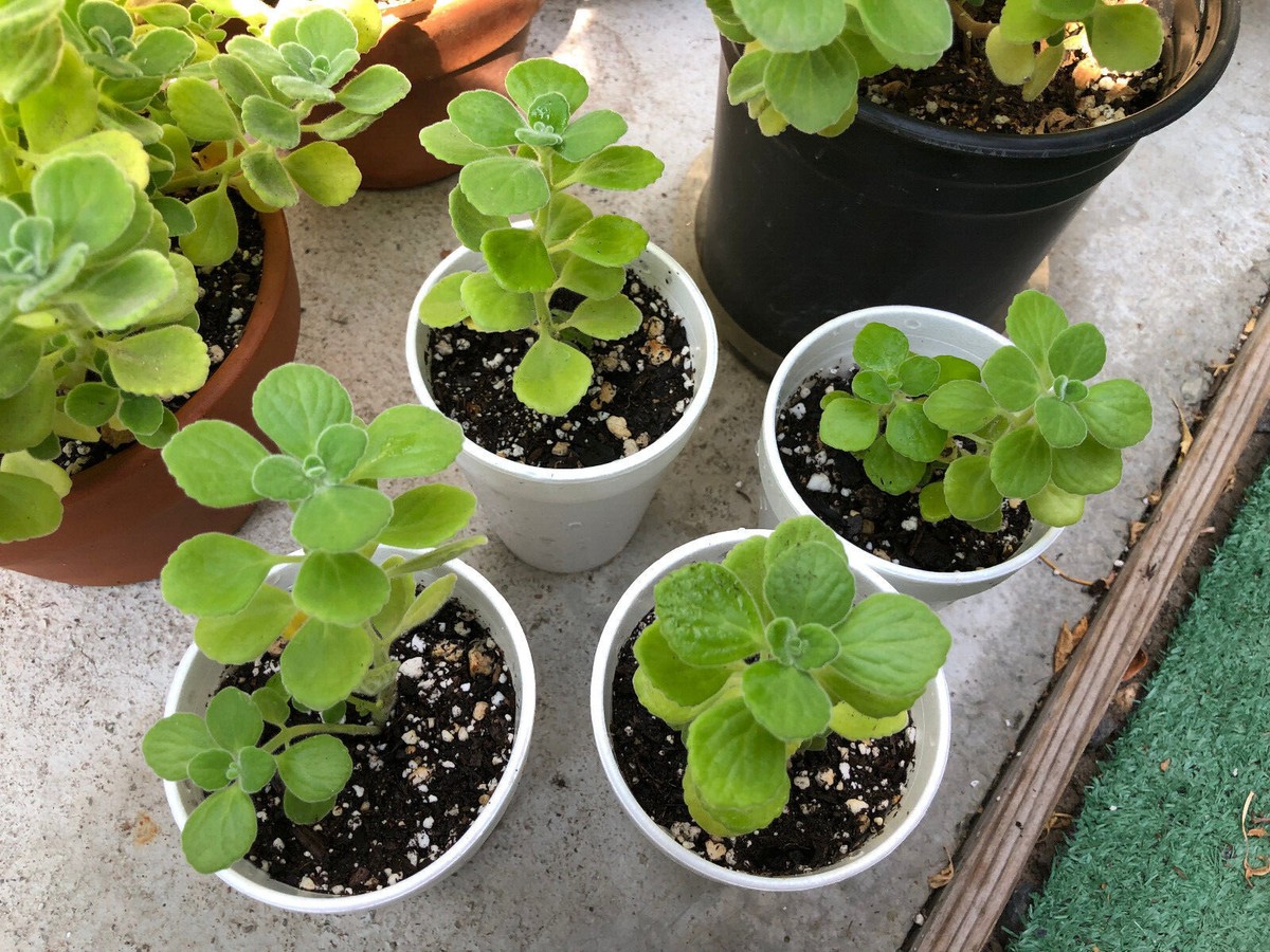 Vicks Plant Plectranthus Tomentosa Medicinal Plants Plectranthus
