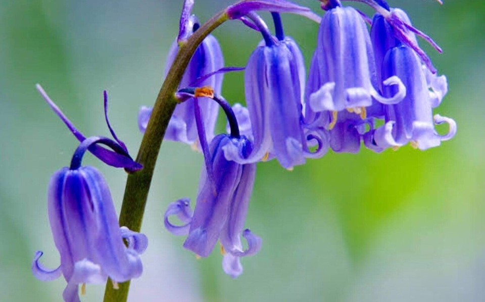 10x English Bluebell Spring Flowering Bulbs Hyacinthoides Non-Scripta ...