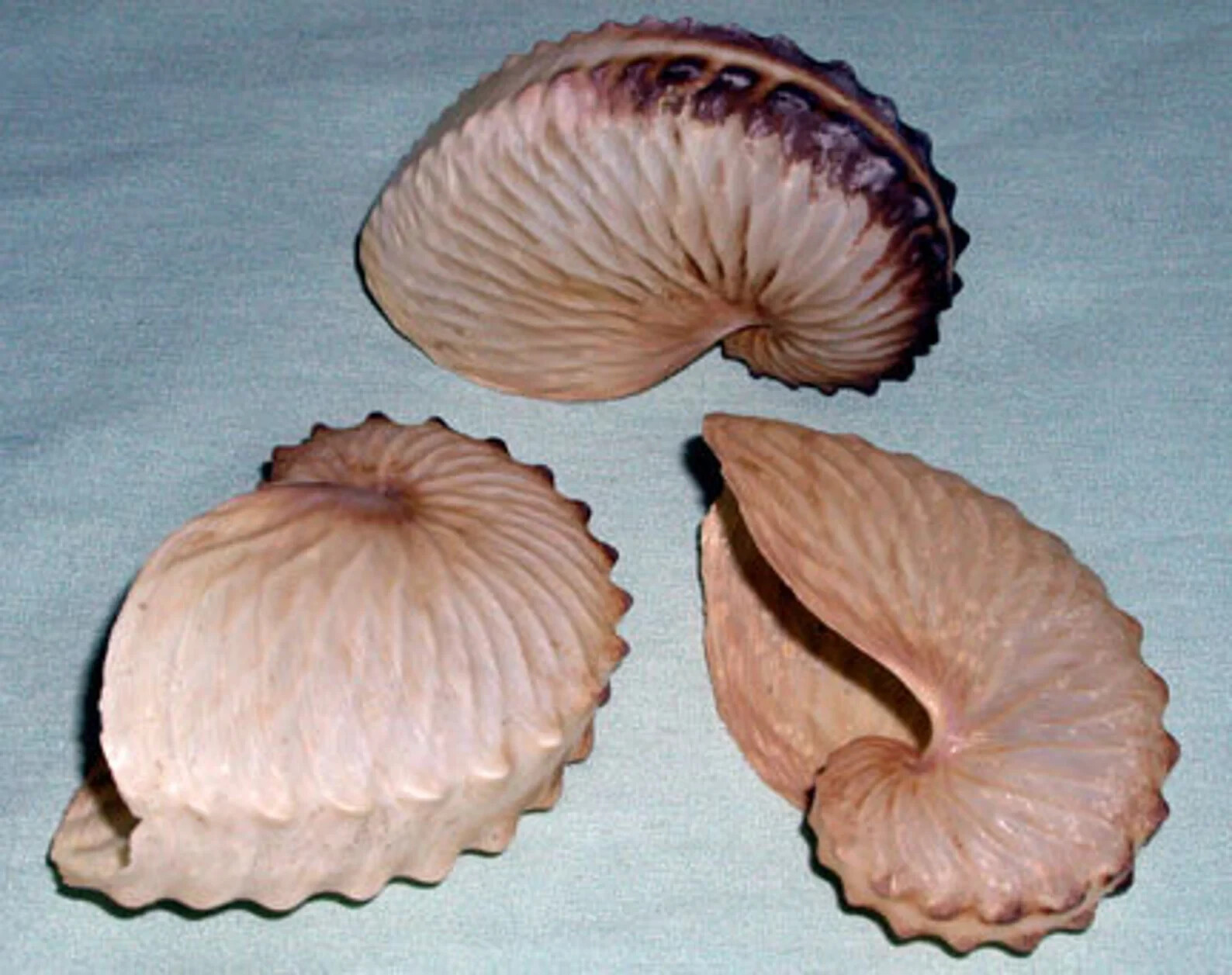 Brown Paper Nautilus~Argonauta Hians~Approx. (1-1/2 ) (40mm.) ~ 1 Specimen Shell | eBay