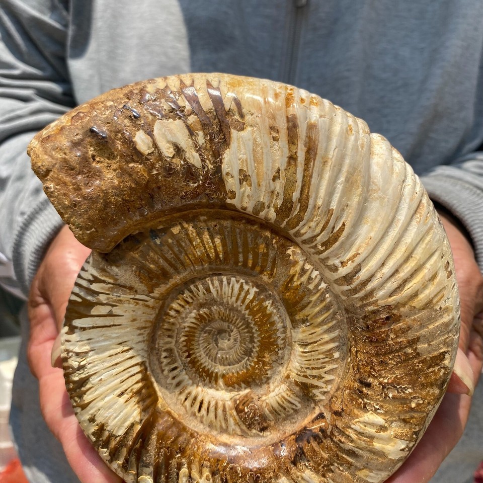 1110g Large Natural Raw Ammonite Fossil Display Collection Specimen ...